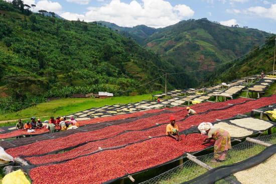 Single Origin – Atomic Coffee Roasters